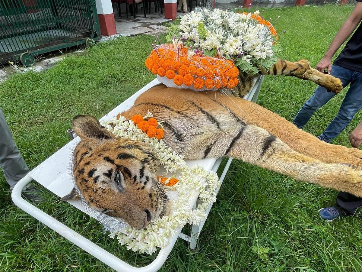 Pedda Puli Raja No More!