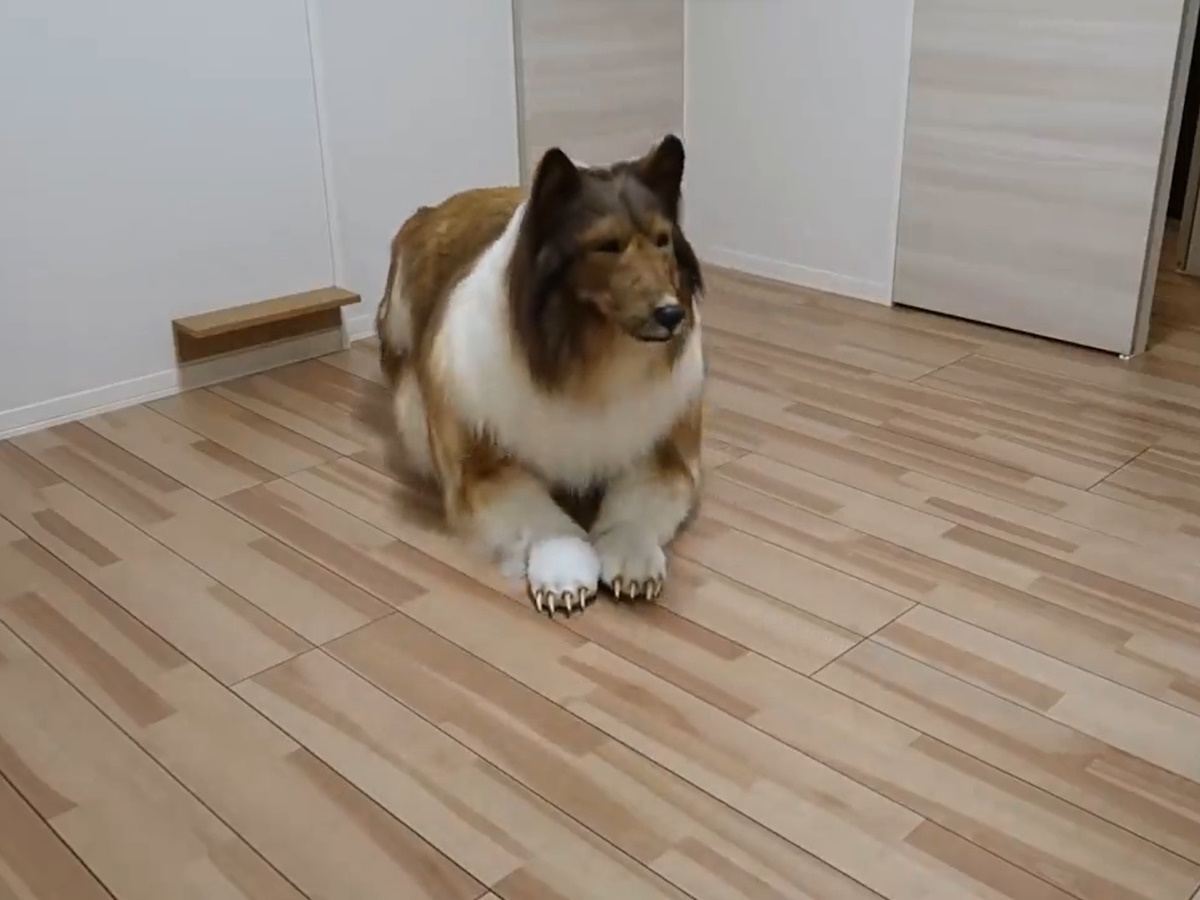Man Becomes A Dog Literally