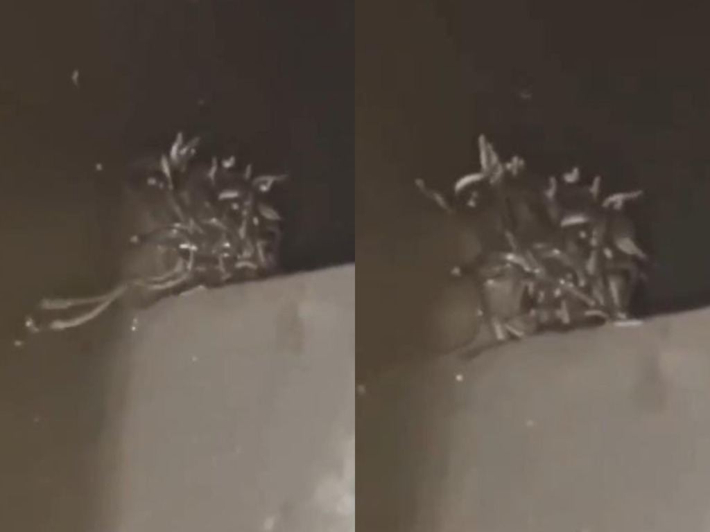 Viral Video: Massive Snake Swarm Infests Toilet