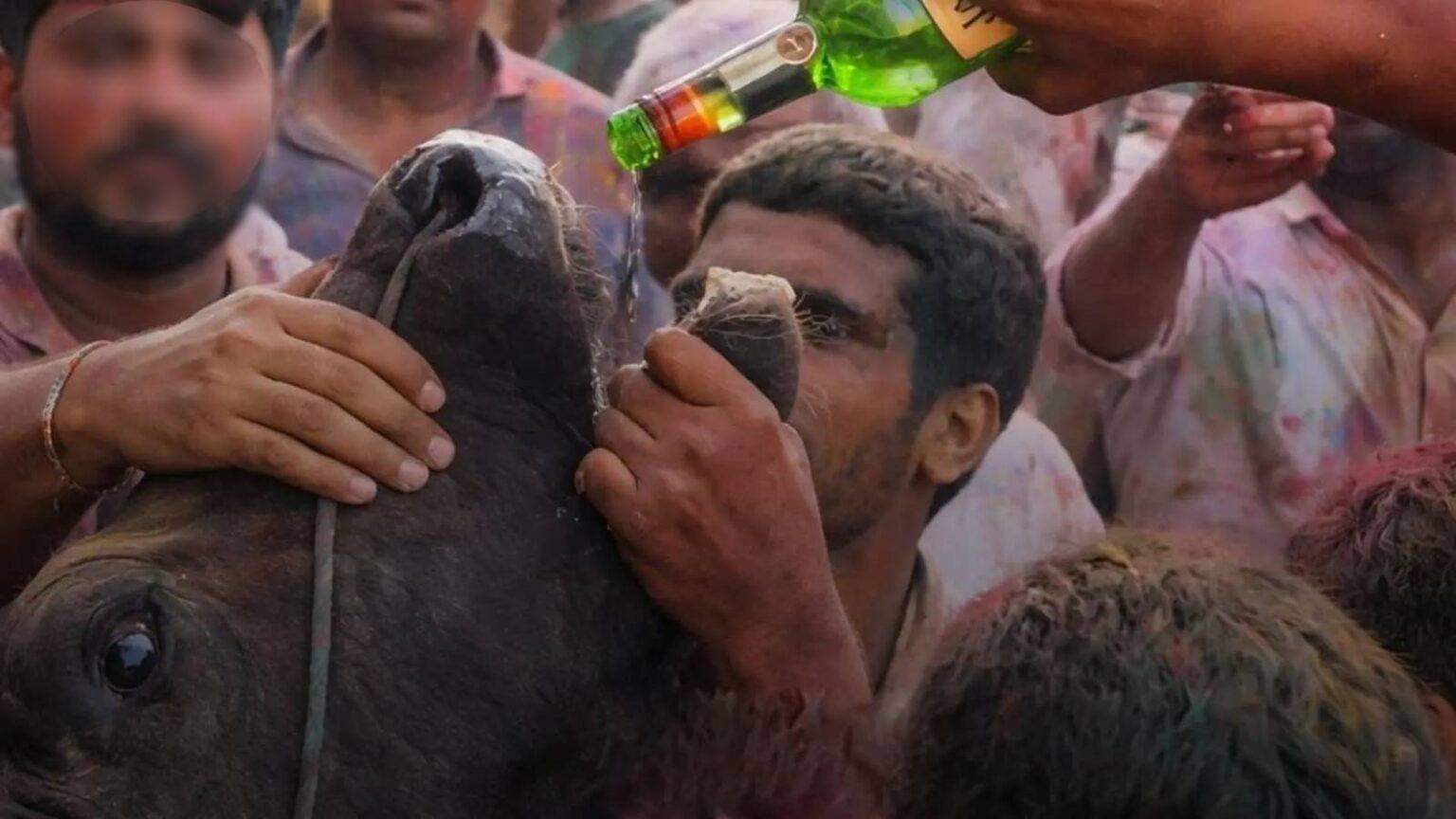 Haryana Viral Video: Cow Force-Fed Alcohol During Holi